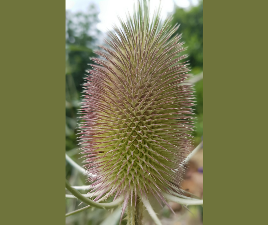 Farmacia For You - Dipsacus Asperoides: una pianta dalle molteplici ...