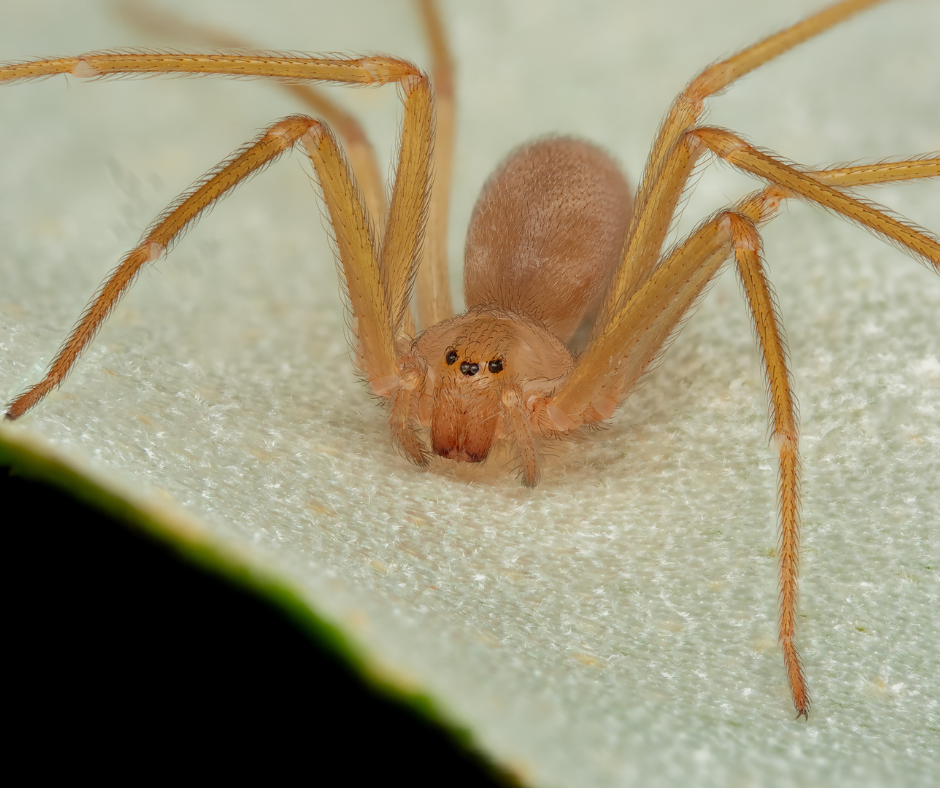 Farmacia For You - Il Morso del Ragno Violino: Sintomi, Trattamento e ...